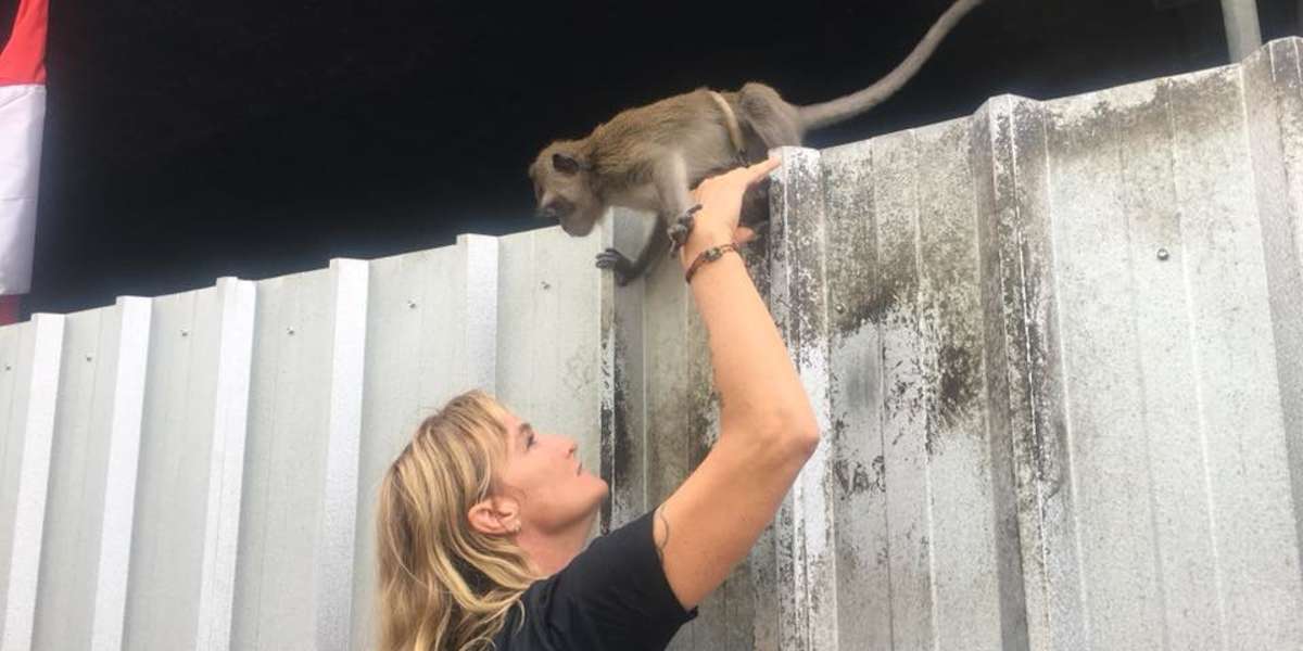 Macaque Monkey Chained To Fence Near Highway - The Dodo