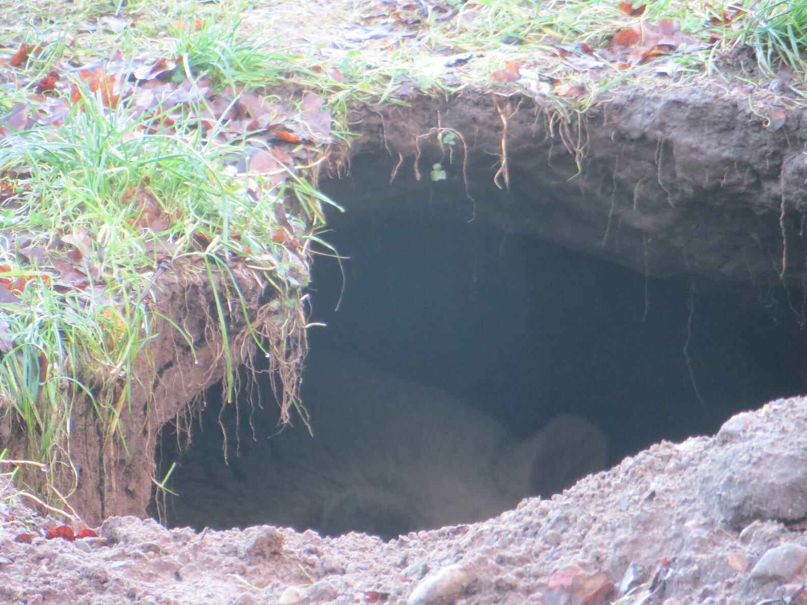 Rescued Bear Loves Hibernating So Much She Builds Two Dens - The Dodo