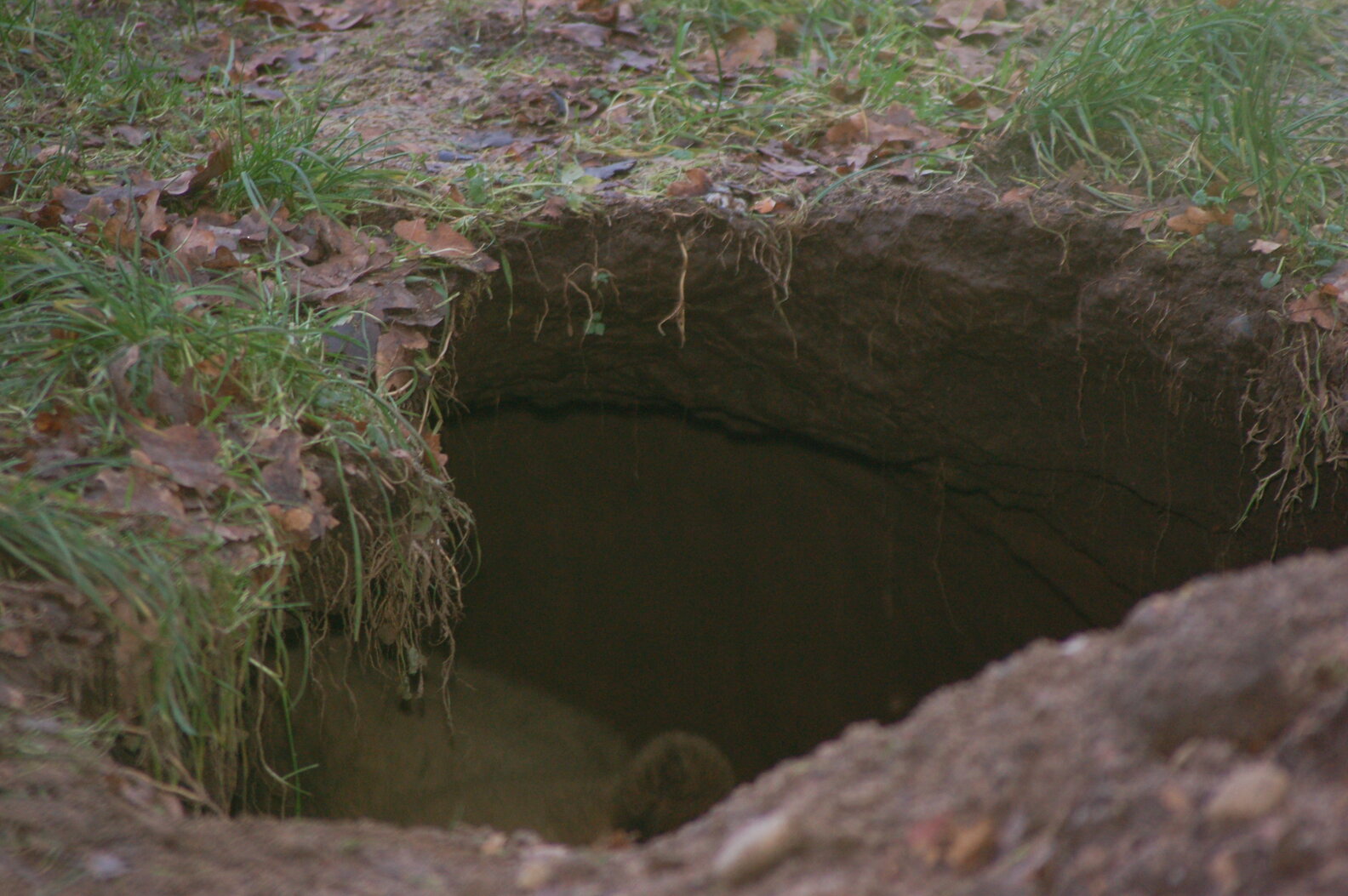 Rescued Bear Loves Hibernating So Much She Builds Two Dens - The Dodo