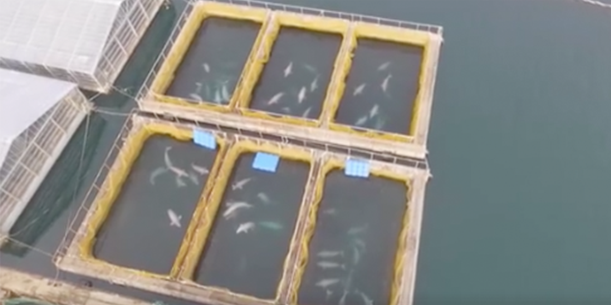 Drone Footage Shows Wild Belugas Trapped In Sea Pens In Russia - The Dodo