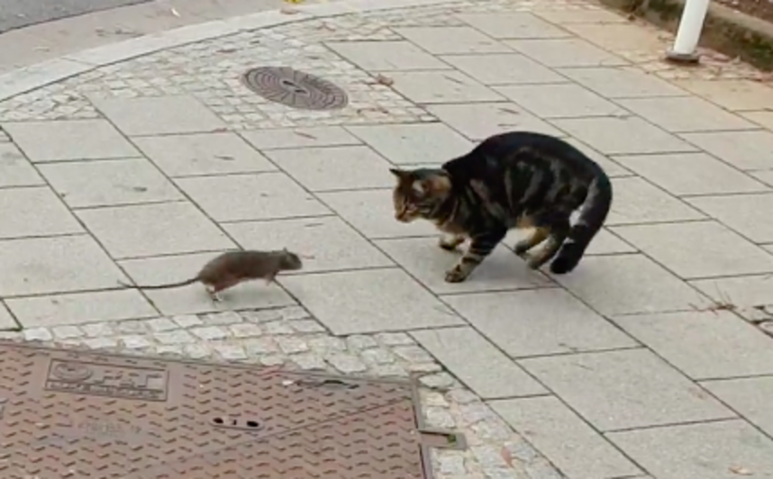 Brave Rat Chases Scaredy Cat Away - The Dodo