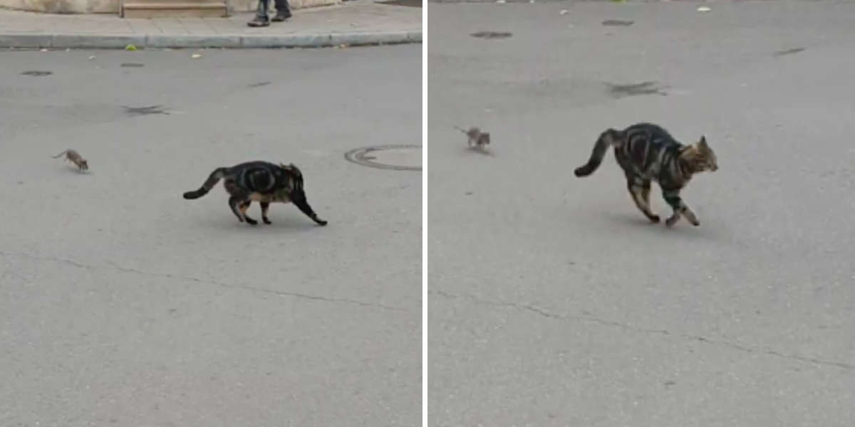 Brave Rat Chases Scaredy Cat Away - The Dodo