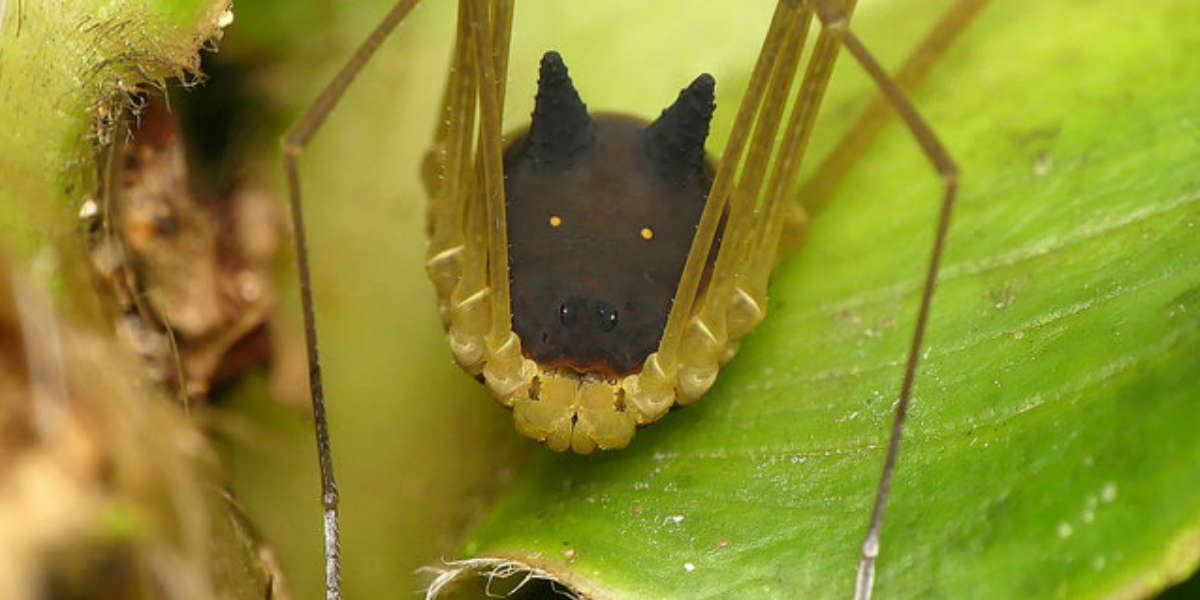 This Spider That Looks Like A Dog Is Freaking People Out - The Dodo