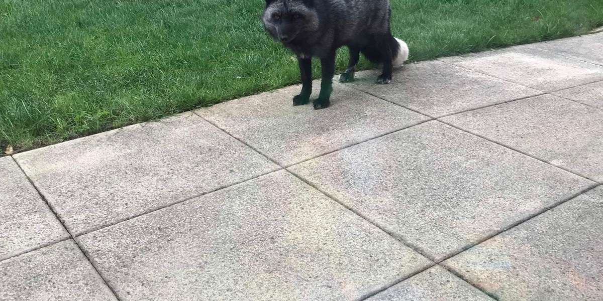 Family Sees Strange Fox Hanging Out In Backyard - The Dodo