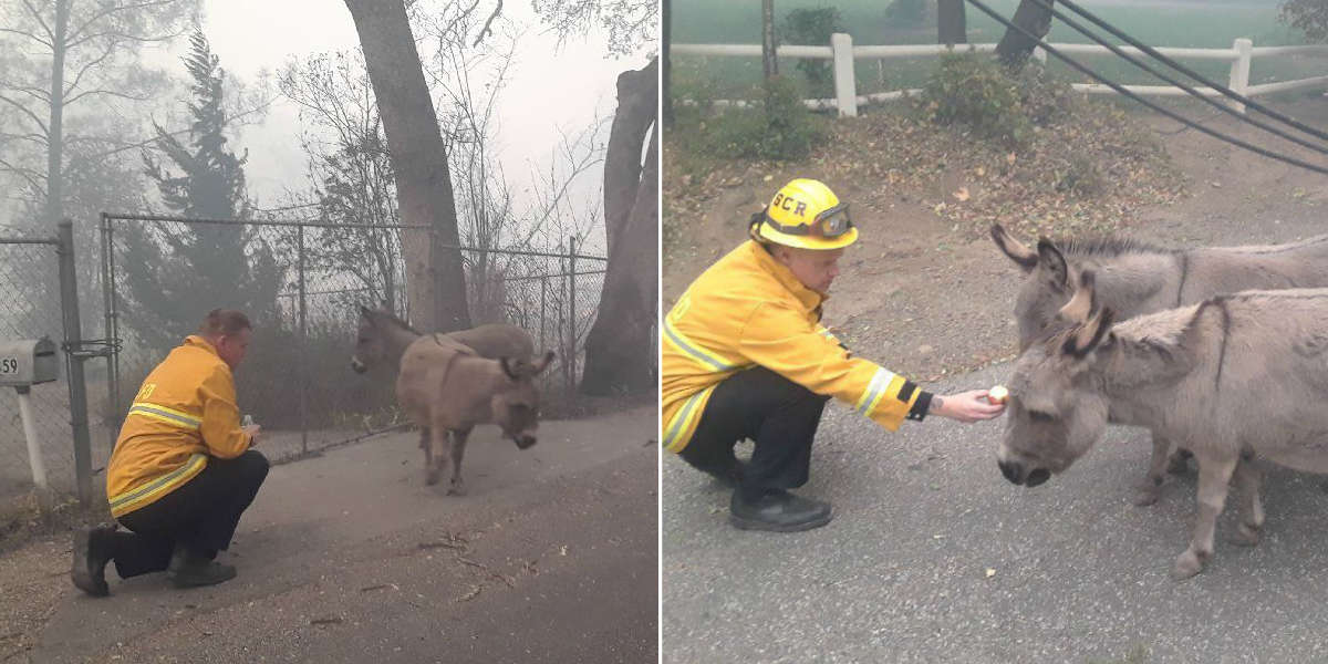 Firefighters Rescue Two Donkeys Lost During California Wildfire - The Dodo