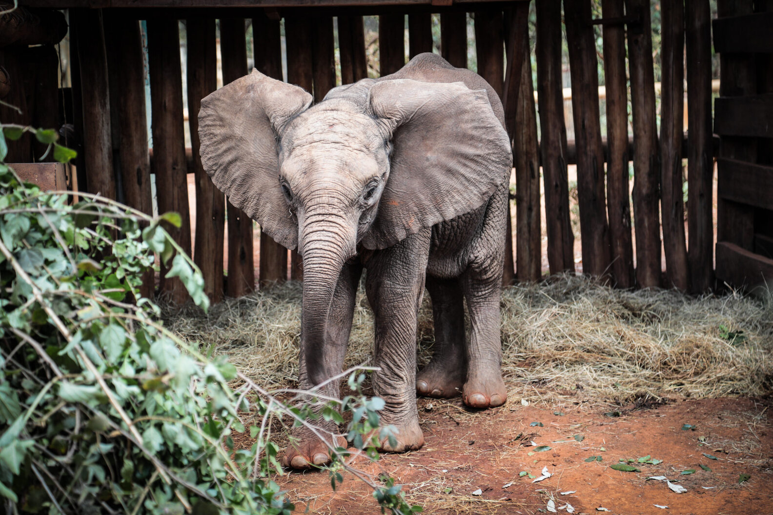 Elephants ‘Hug’ Orphaned Calf As He Arrives At Sanctuary - The Dodo