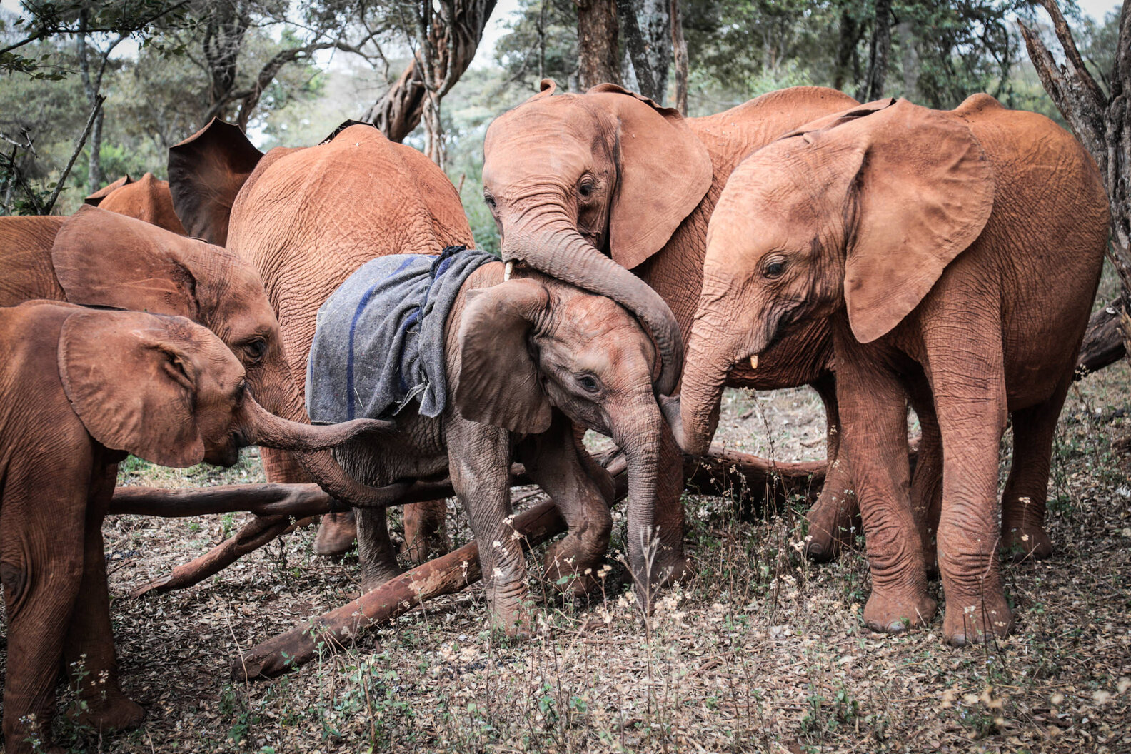 Elephants ‘Hug’ Orphaned Calf As He Arrives At Sanctuary - The Dodo