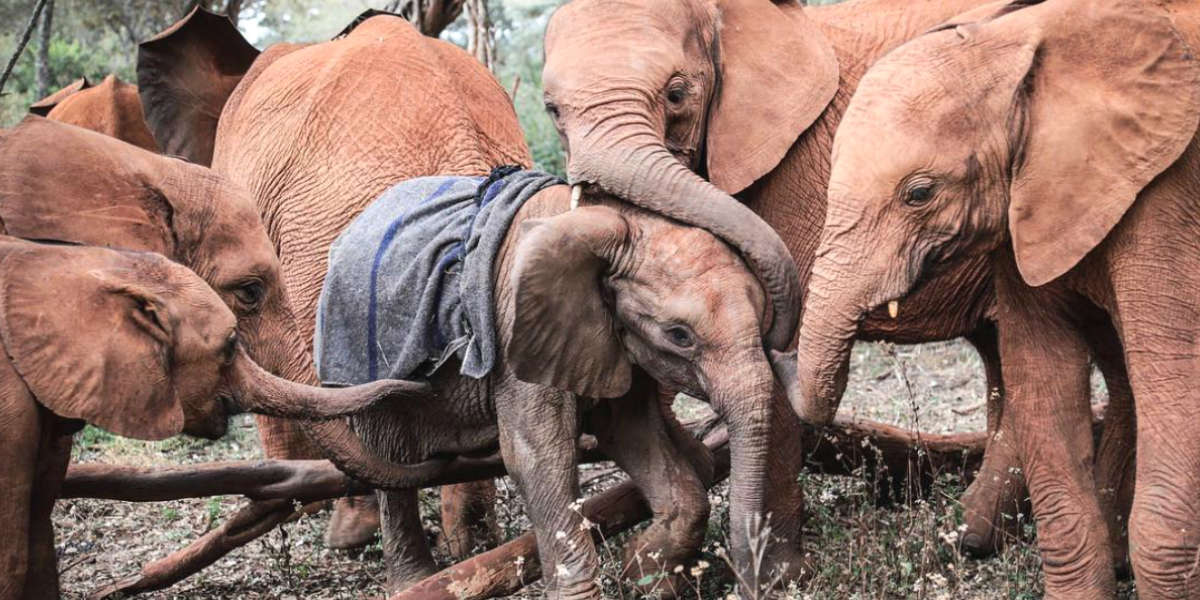 Elephants ‘Hug’ Orphaned Calf As He Arrives At Sanctuary - The Dodo