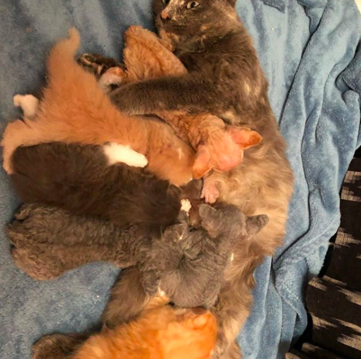Curly Haired Rescue Kitten Doesn’t Even Look Real - The Dodo