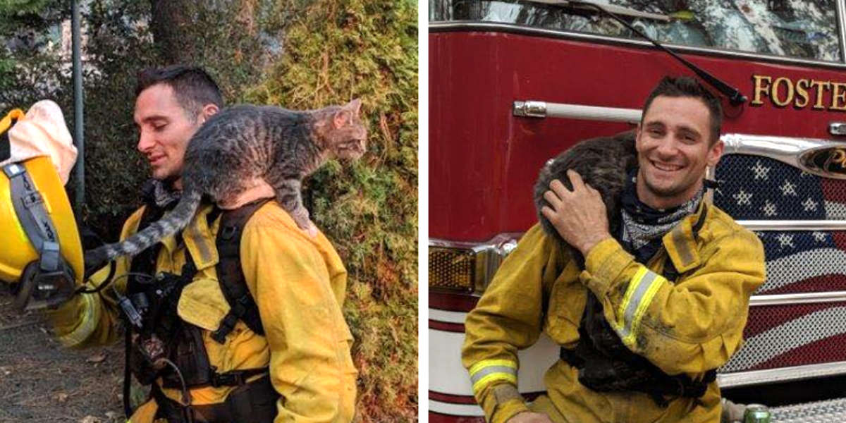Pet Cat Forms Instant Friendship With Firefighter Who Saved Him - The Dodo