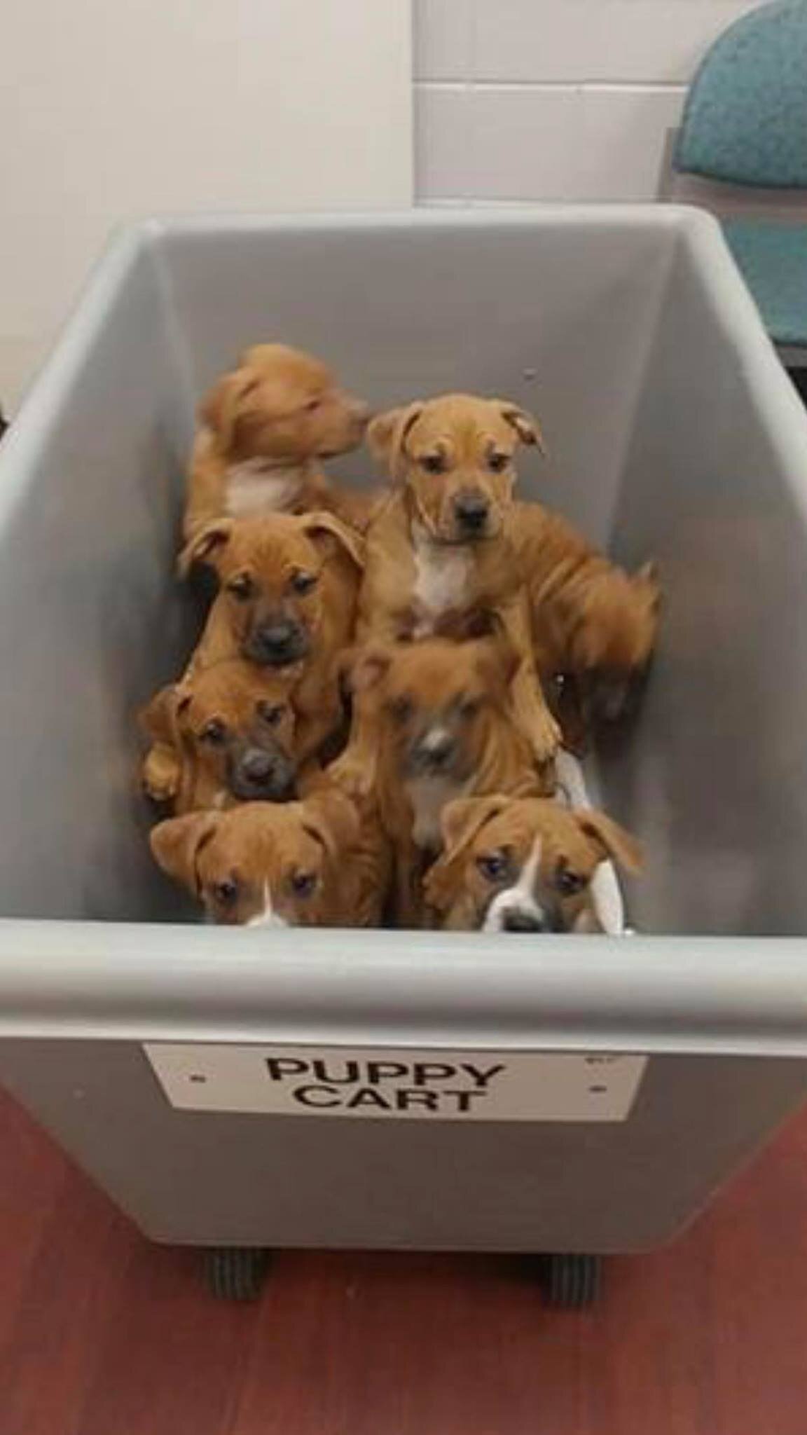 Nebraska Shelter's ‘Puppy Cart’ Is The Cutest Thing You'll See All Day ...