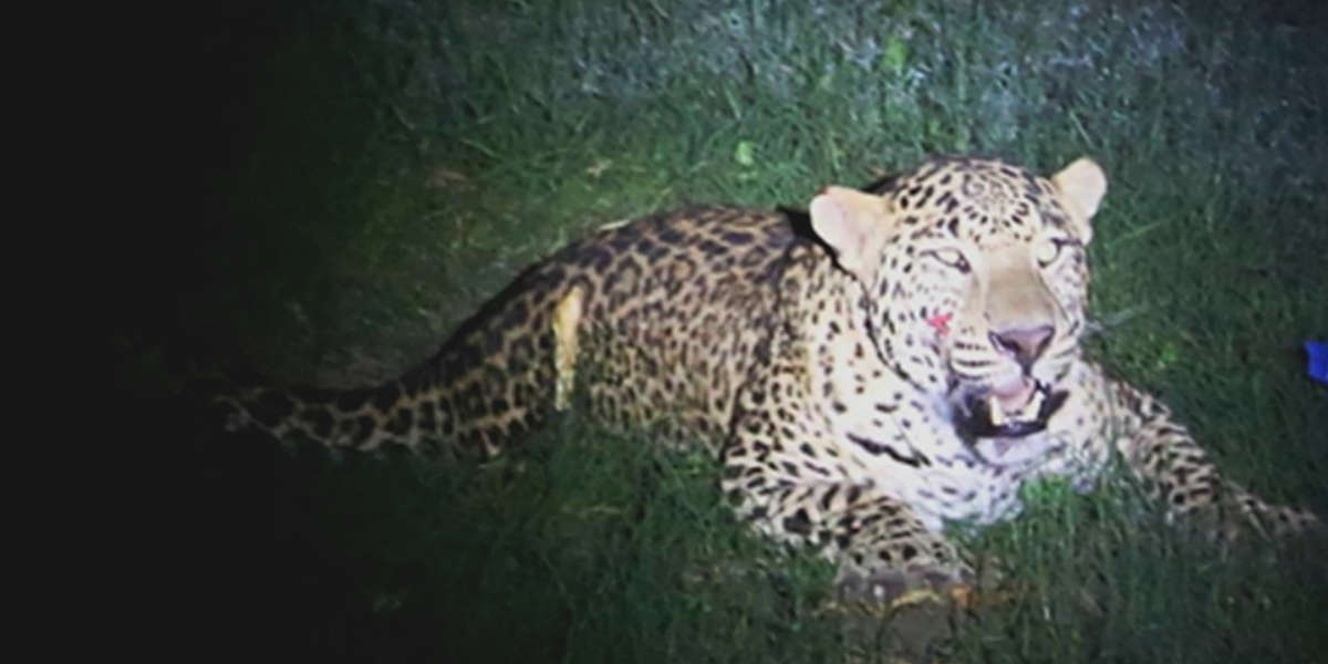 People Rescue Leopard Hit By Car In India - The Dodo