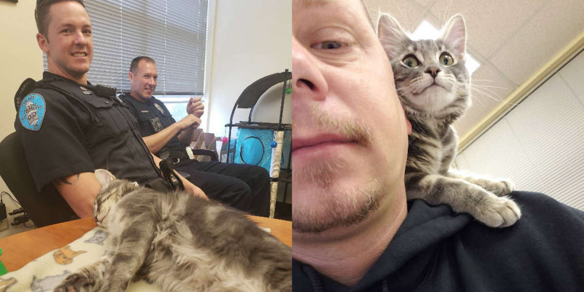 Police Officer Brings His Rescued Kitten To Work Every Day - The Dodo