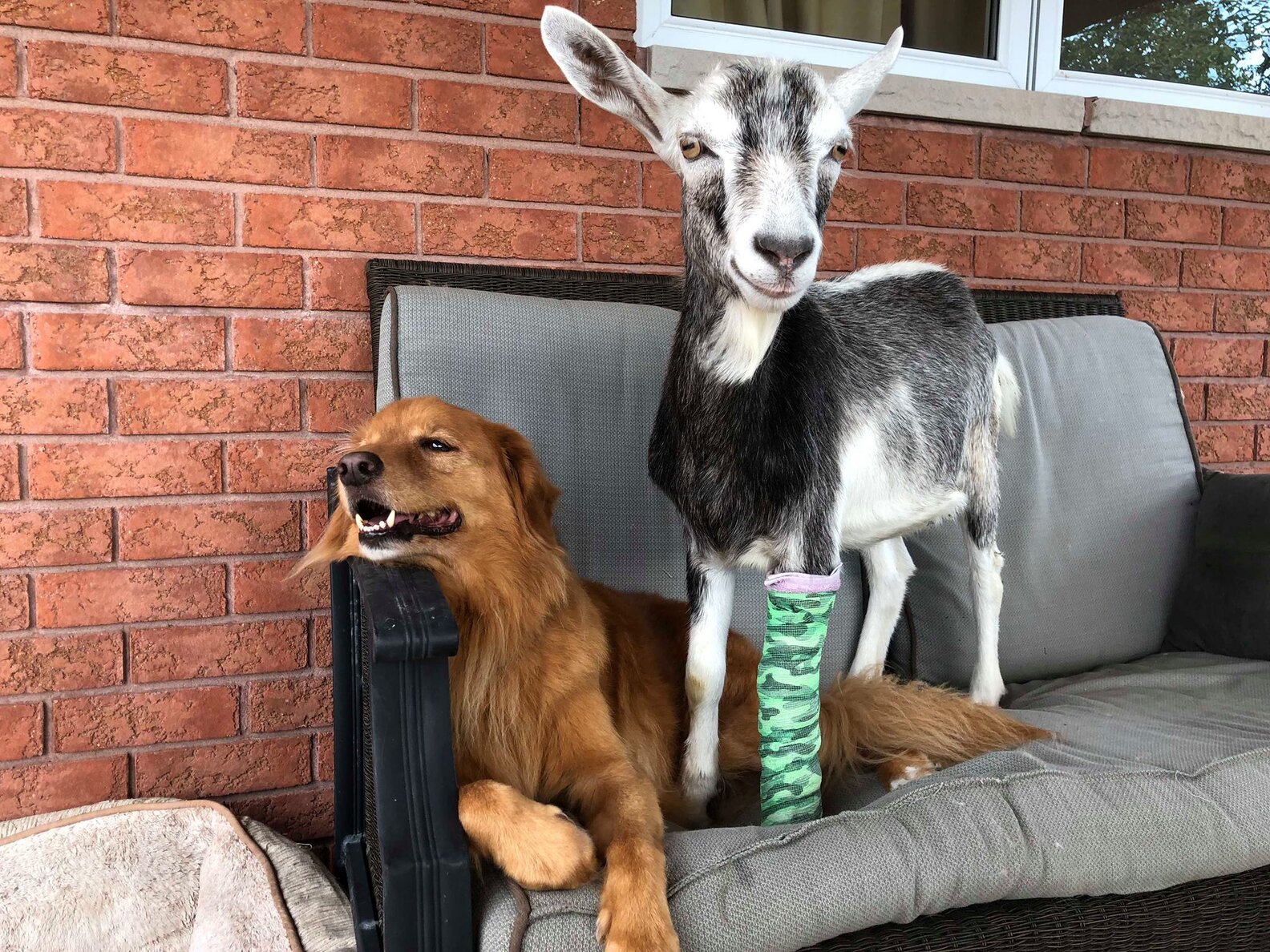 Nova Scotia Retriever Cuddles Rescued Baby Goat On Sofa At Sanctuary ...