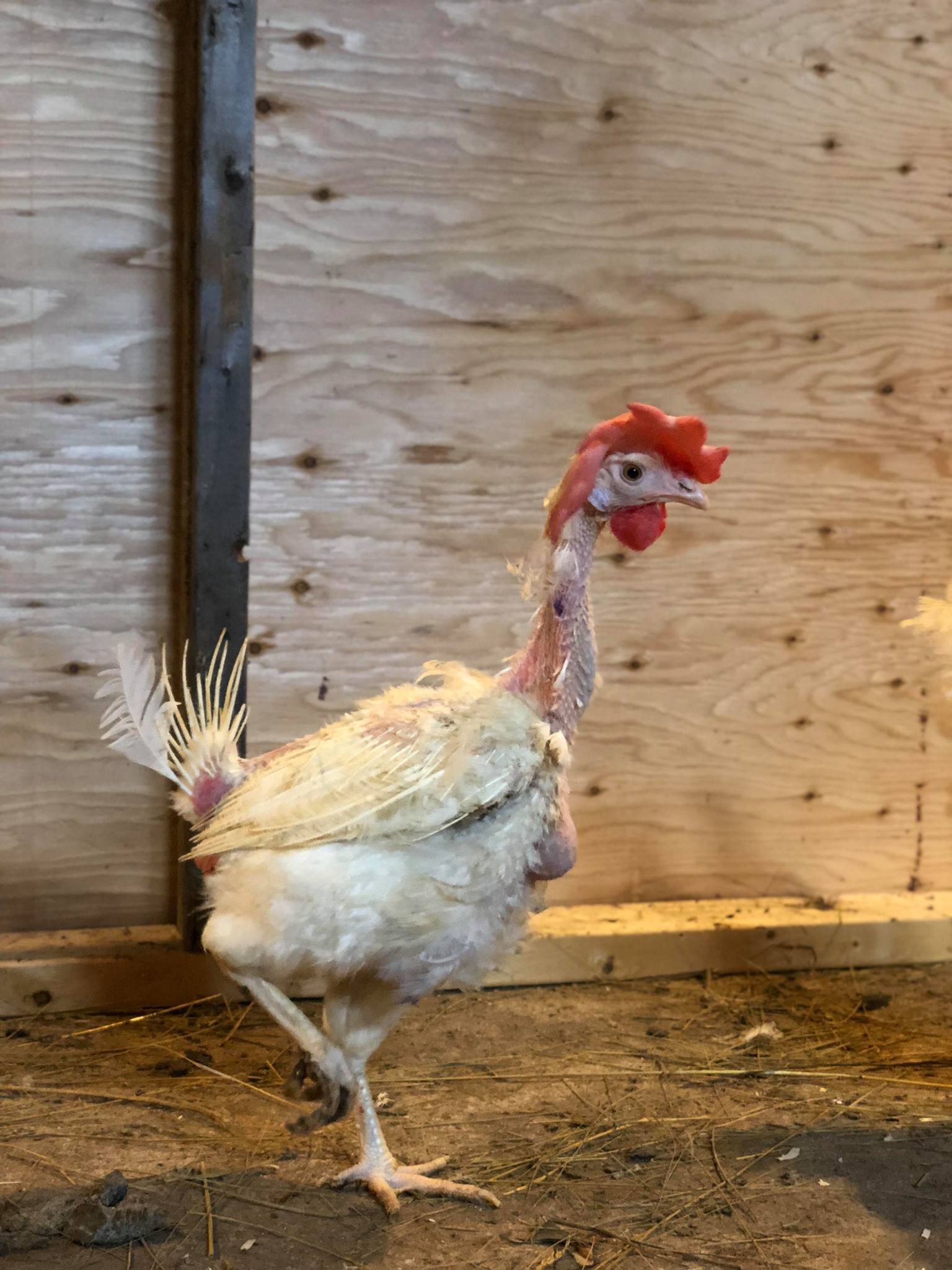 Rescued Battery Hens Take First Steps Outside At Ontario Sanctuary ...