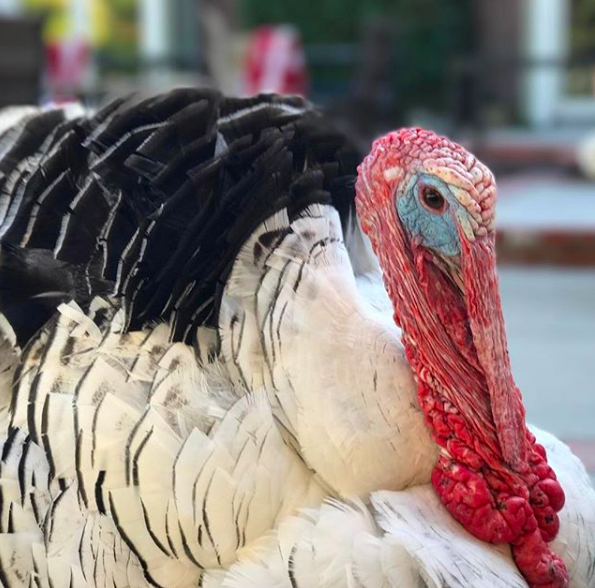 Albert The 'World’s Friendliest' Turkey Passes Away - The Dodo