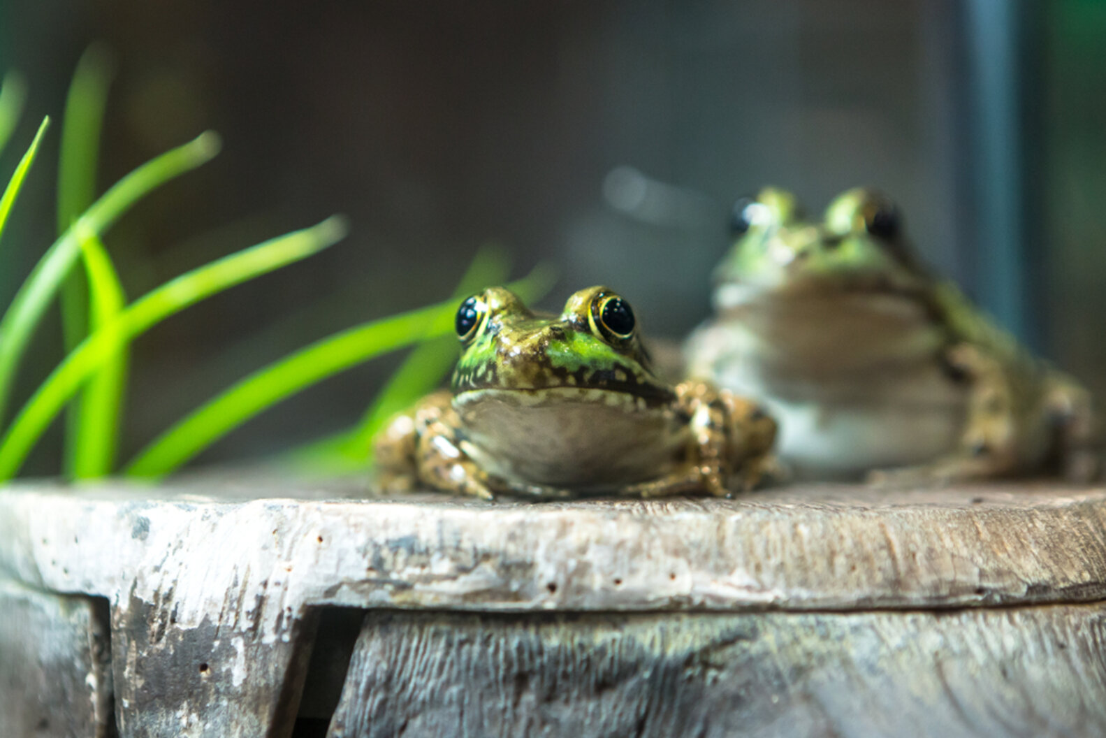 Shocking Footage Shows Chinese Frog Factory Farm - The Dodo