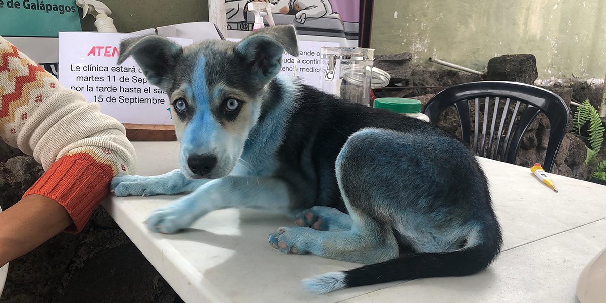 Puppy Covered In Blue Paint Is Helped At Vet Clinic - The Dodo