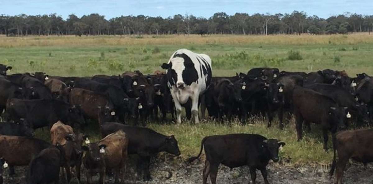 Giant Cow in Australia Is Taller Than Michael Jordan and 3,000 Pounds ...