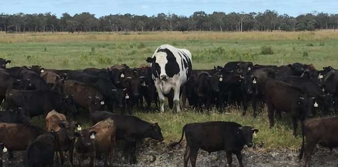 Giant Cow in Australia Is Taller Than Michael Jordan and 3,000 Pounds ...