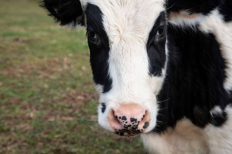 Giant Cow in Australia Is Taller Than Michael Jordan and 3,000 Pounds ...