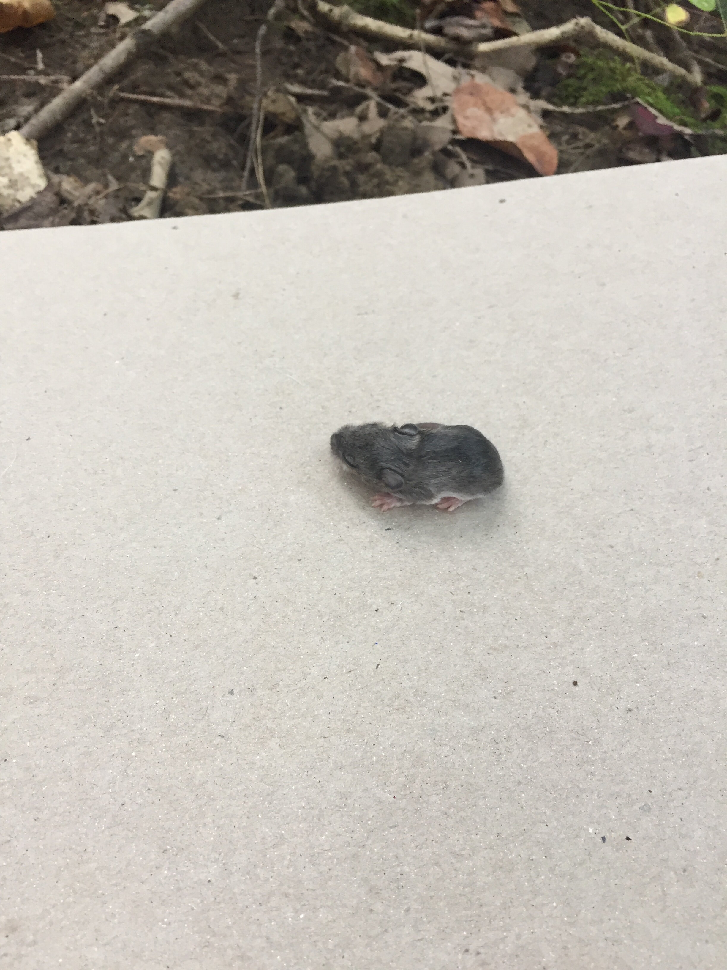 Woman Finds Tiniest 'Dead' Baby Mouse And Saves Her Life - The Dodo