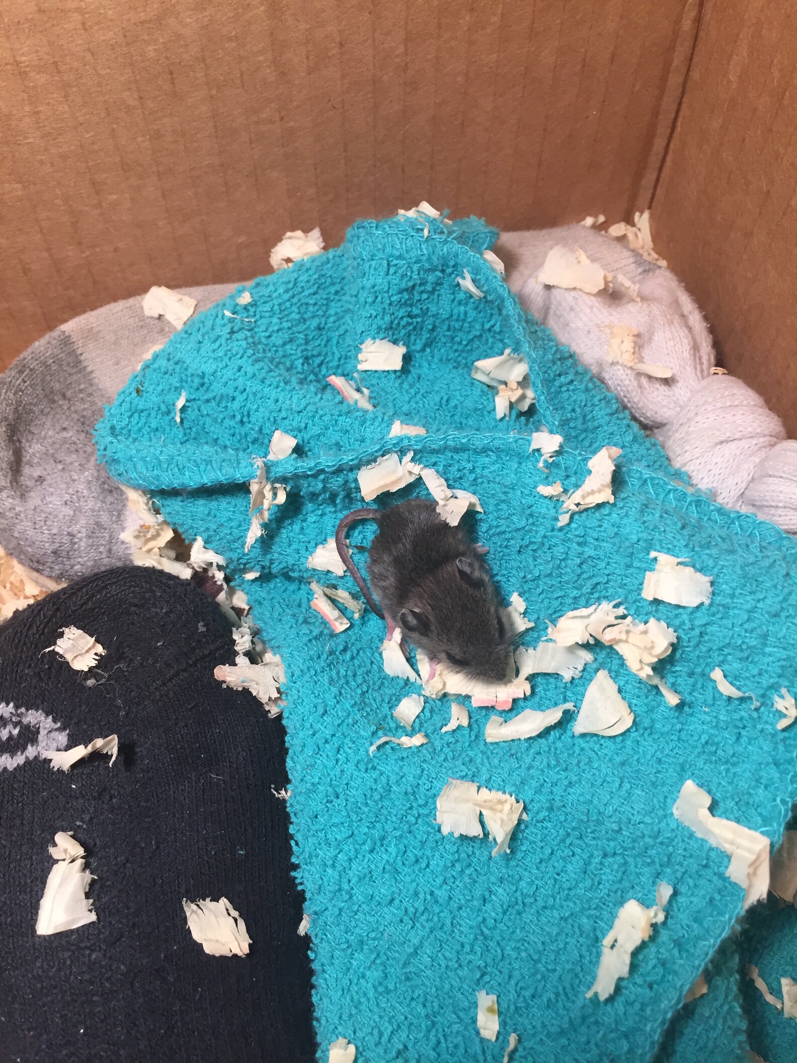 Woman Finds Tiniest 'Dead' Baby Mouse And Saves Her Life - The Dodo