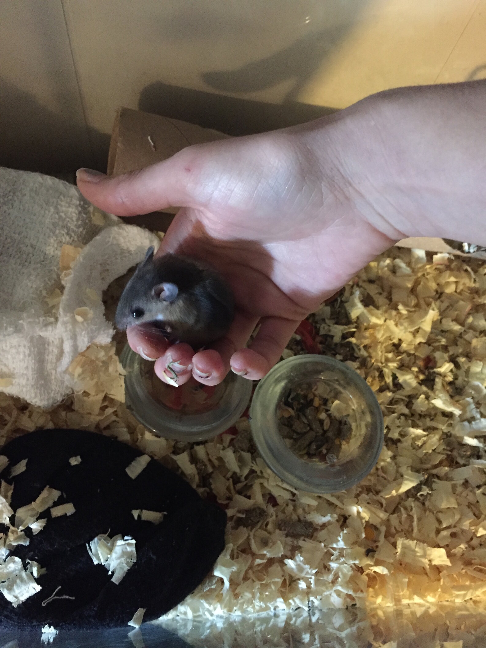 Woman Finds Tiniest 'Dead' Baby Mouse And Saves Her Life - The Dodo