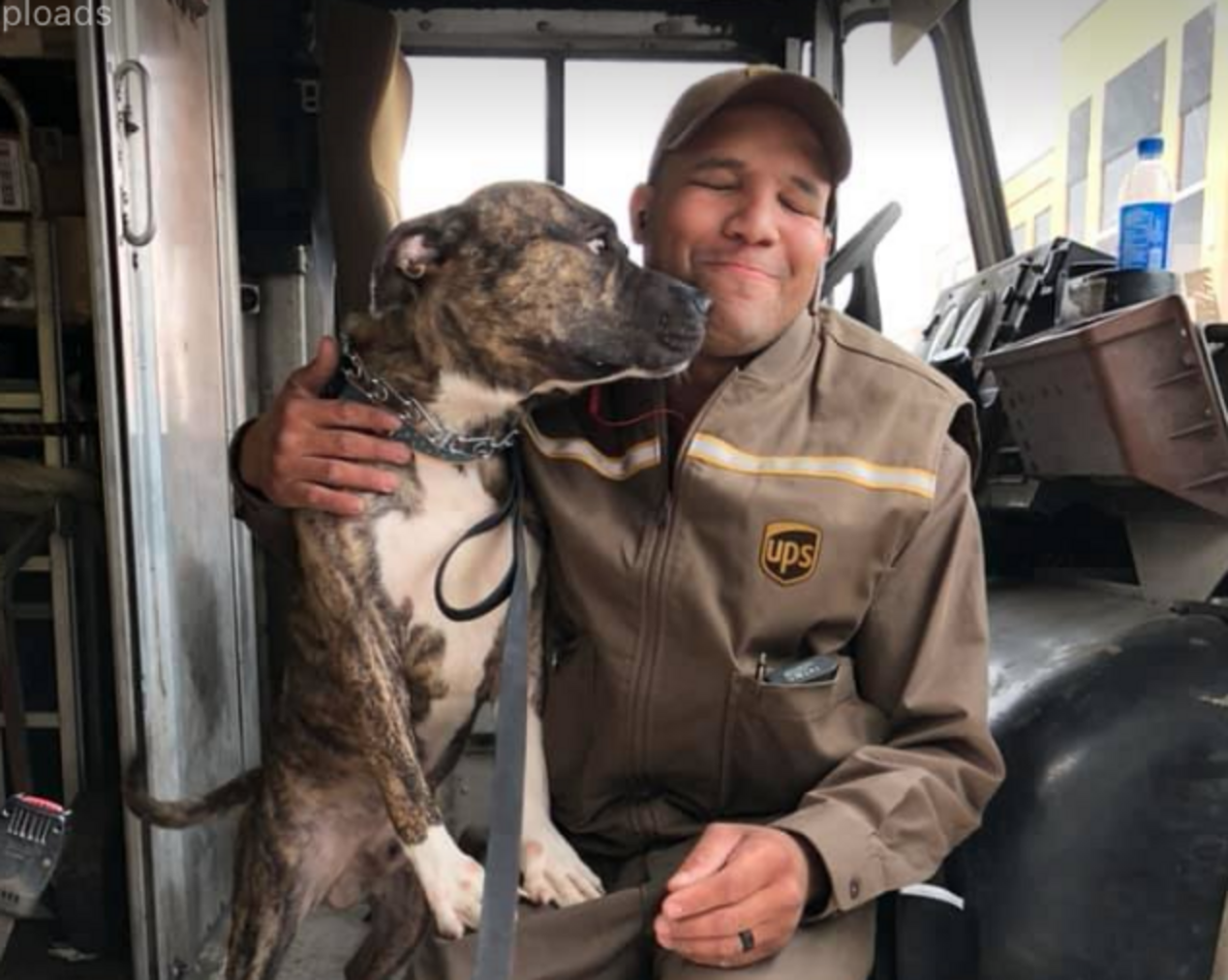 Shelter Dog Hops Into UPS Van And Finds His Forever Family - The Dodo