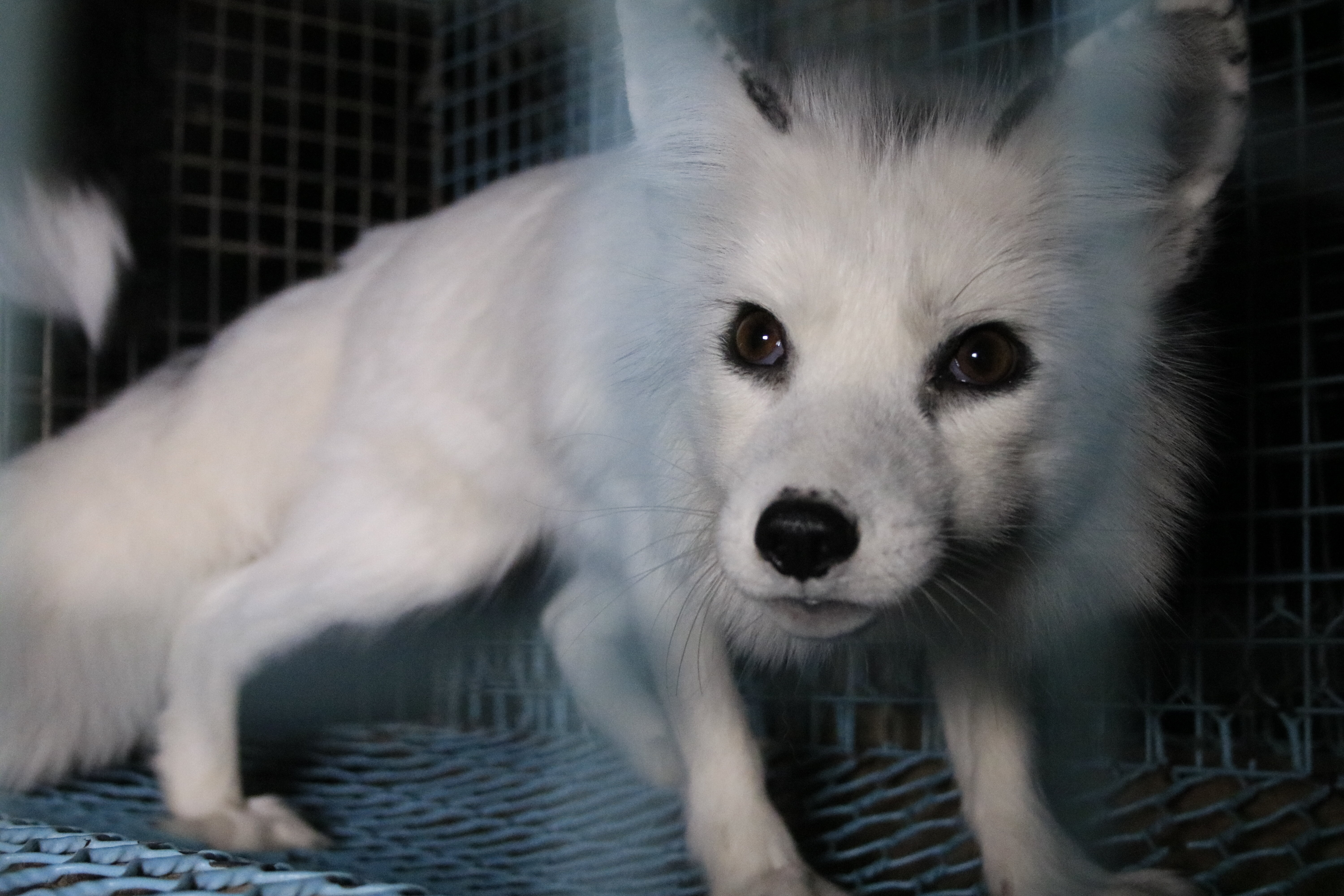 Foxes And Minks Trapped At 'Haunting' Finland Fur Farm - The Dodo