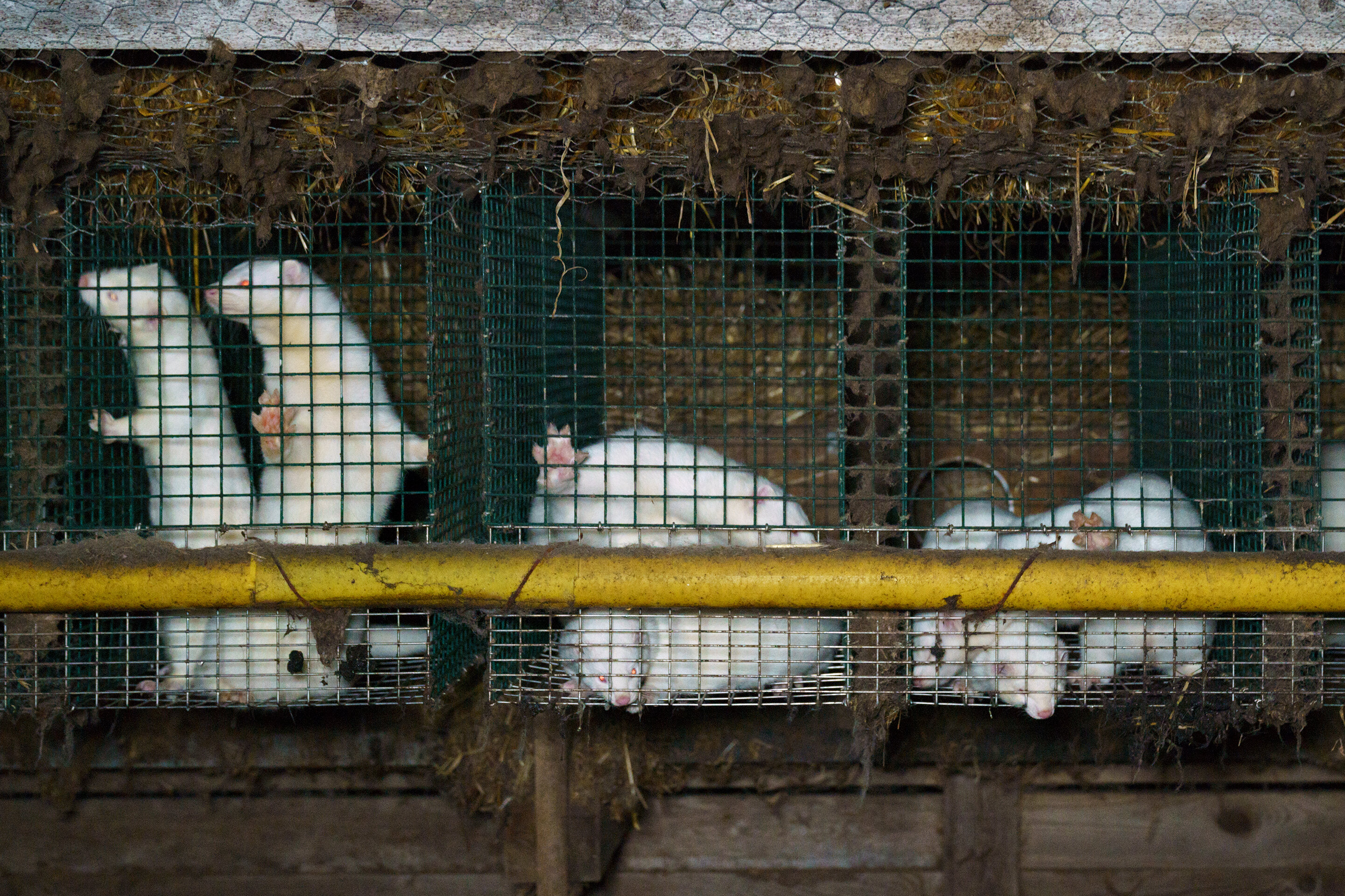 Foxes And Minks Trapped At 'Haunting' Finland Fur Farm - The Dodo