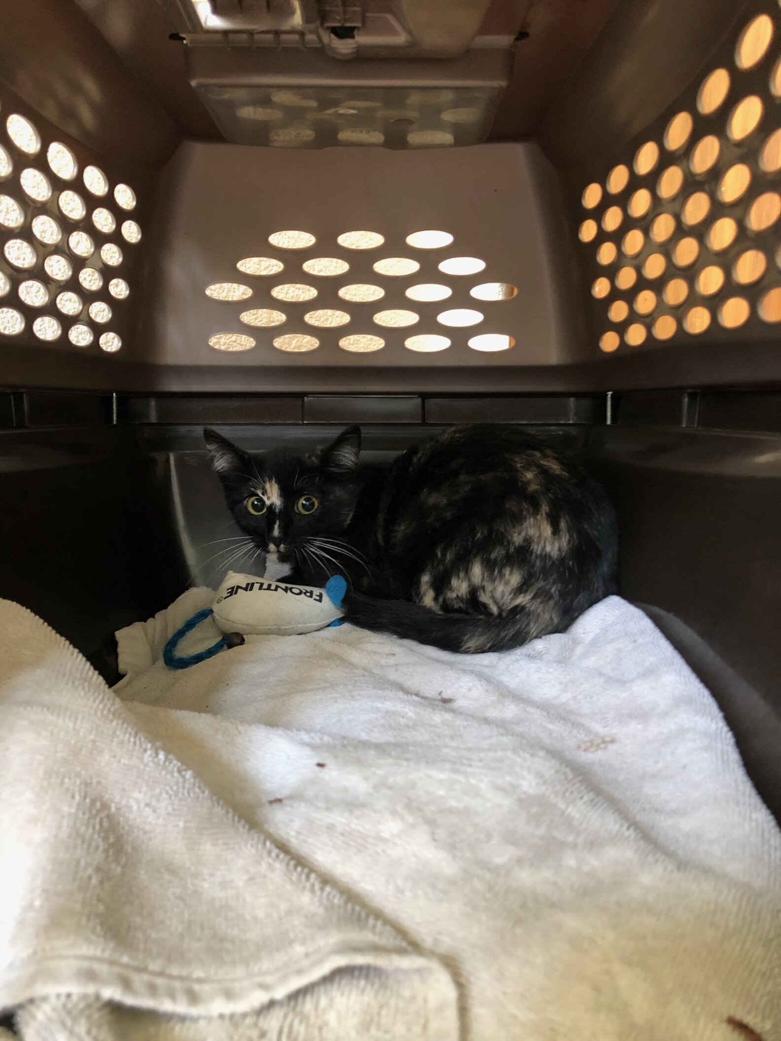 Man Adopts Stray Kitten Living Outside His Office Building - The Dodo