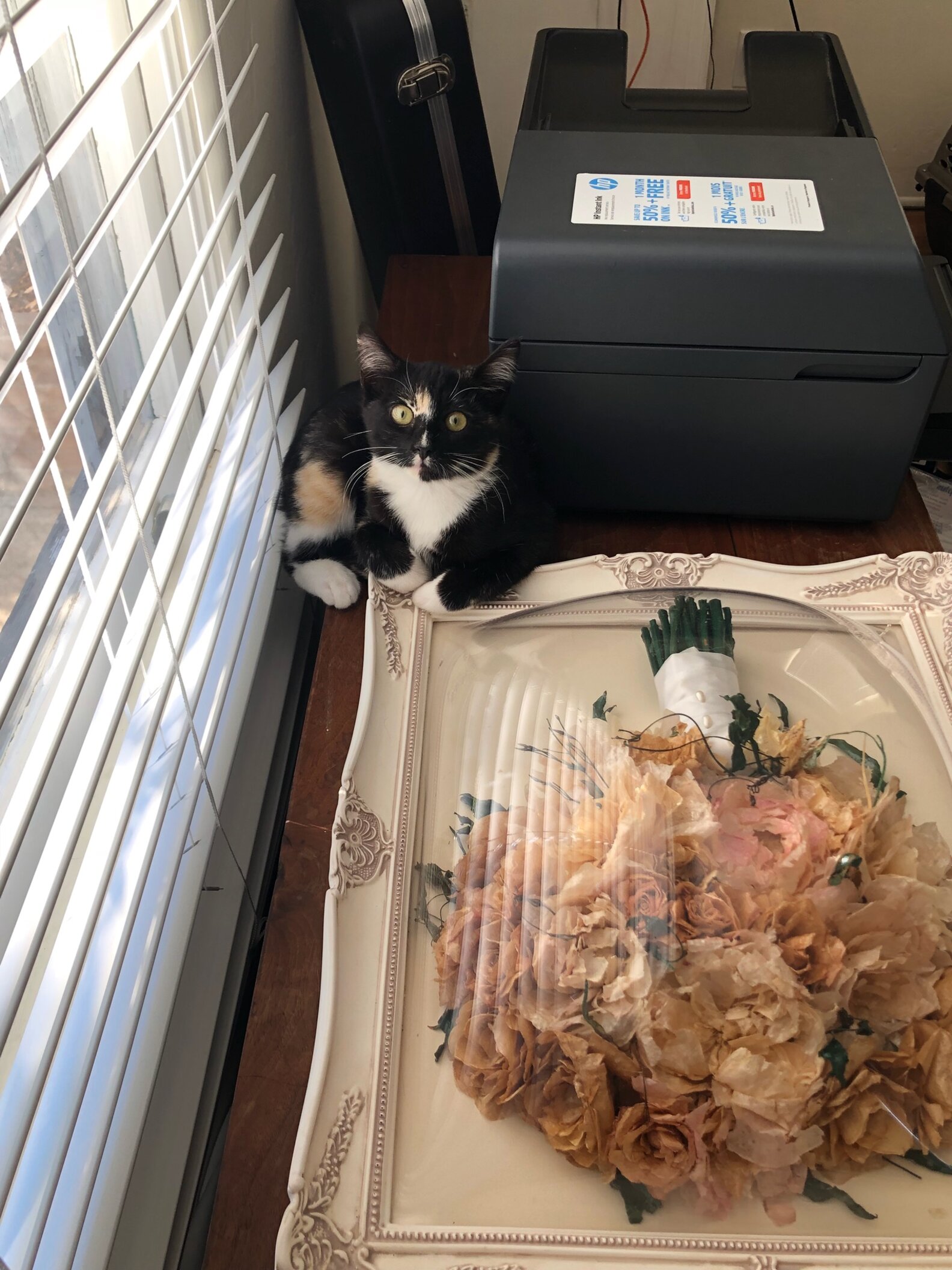 Man Adopts Stray Kitten Living Outside His Office Building - The Dodo