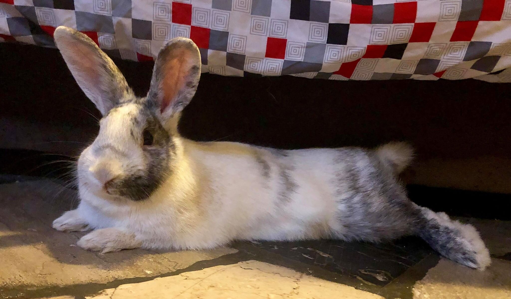 Rabbit Abandoned In Box Outside New York Petsmart With Sad Note - The Dodo