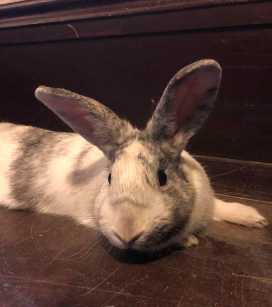 Rabbit Abandoned In Box Outside New York Petsmart With Sad Note - The Dodo