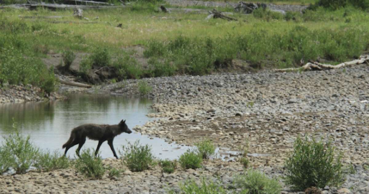 Beloved Yellowstone Wolf Shot Dead By Trophy Hunter - The Dodo