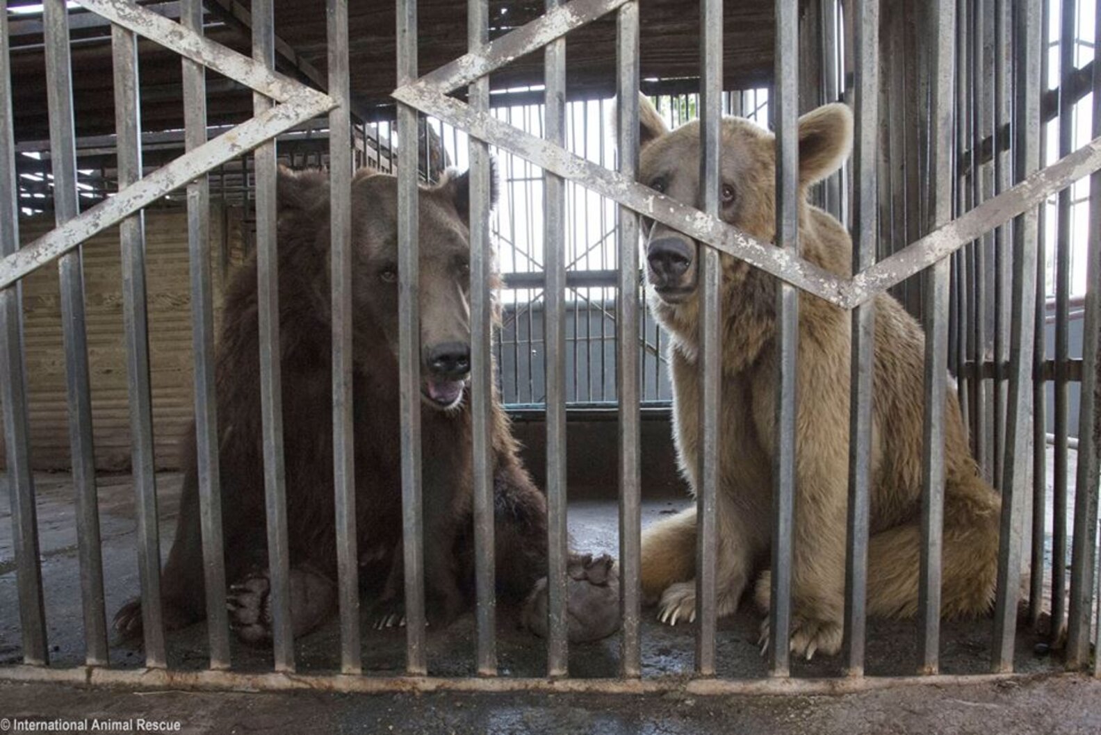 Bears Spent 14 Years Caged At Bus Depot In Armenia - The Dodo