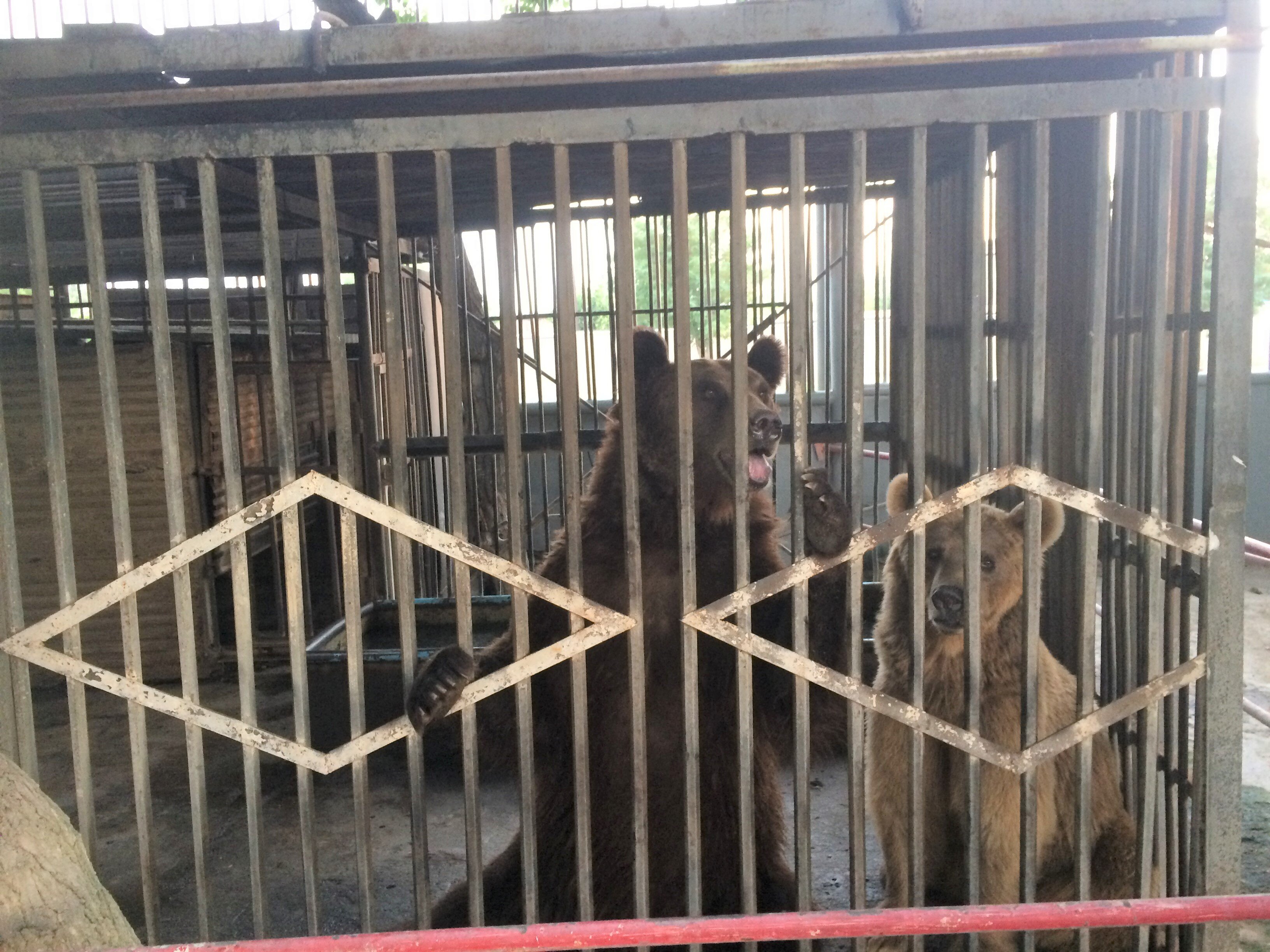 Bears Spent 14 Years Caged At Bus Depot In Armenia - The Dodo