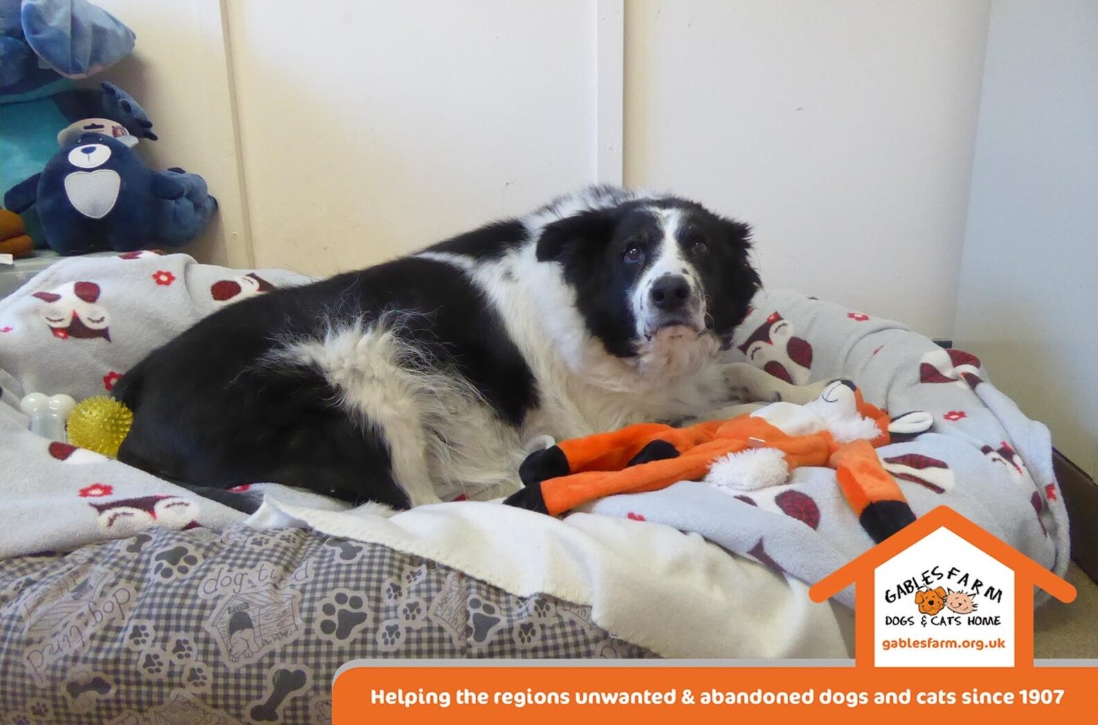 UK Shelter Takes In Chubbiest Dog They’ve Ever Seen - The Dodo