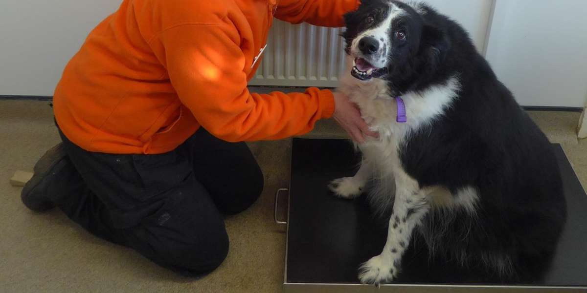 UK Shelter Takes In Chubbiest Dog They’ve Ever Seen - The Dodo