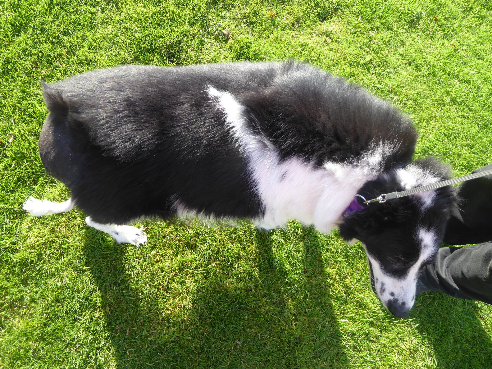UK Shelter Takes In Chubbiest Dog They’ve Ever Seen - The Dodo