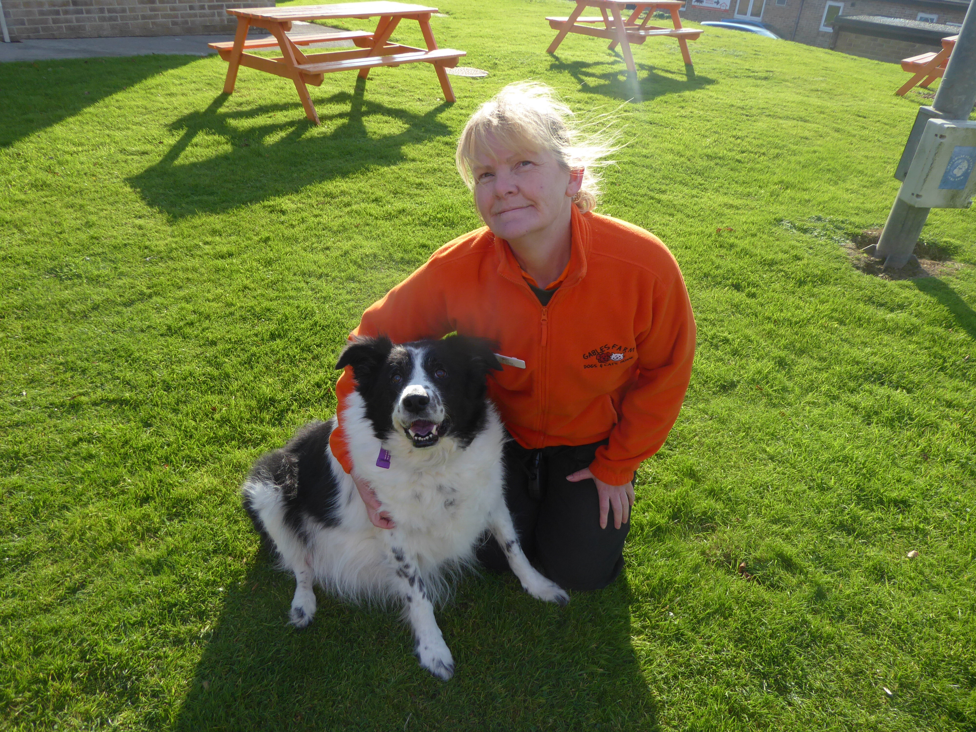UK Shelter Takes In Chubbiest Dog They’ve Ever Seen - The Dodo