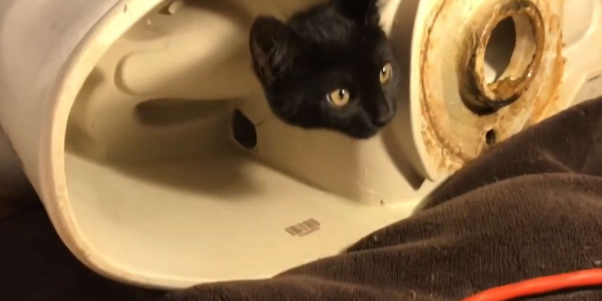 Kitten Gets His Head Stuck In A Toilet - Videos - The Dodo