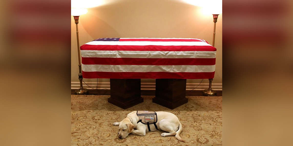 George H.W. Bush's Faithful Dog Remained By His Side To The End - The Dodo