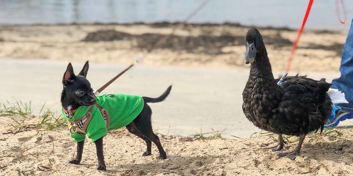Duck Follows His Dog Best Friend Everywhere - Videos - The Dodo