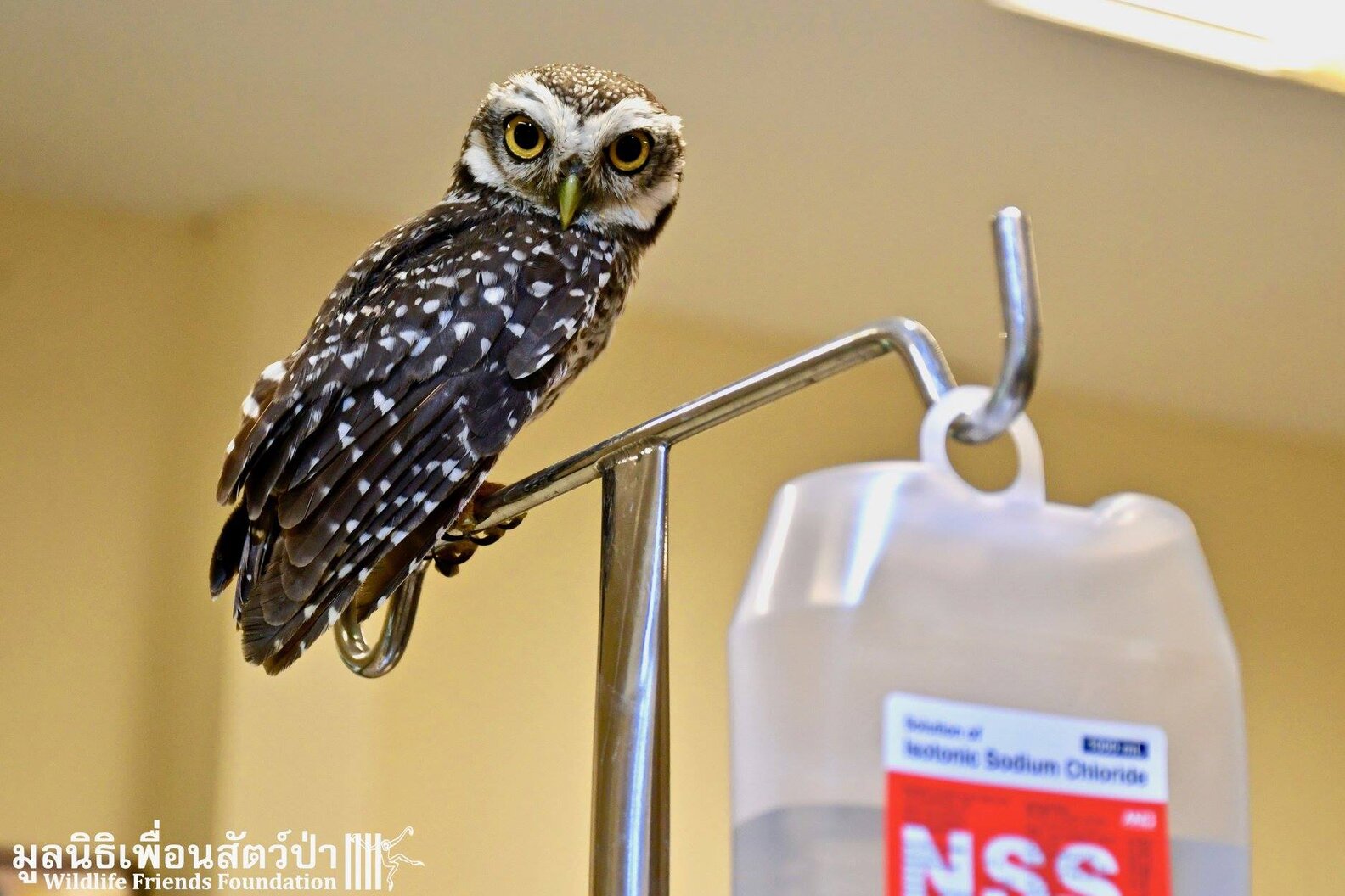 Wild Owls Caught In Fence Get Life-Saving Help From Kind Rescuers - The ...