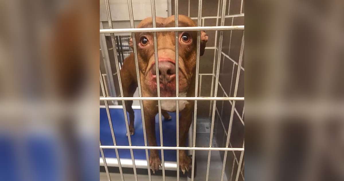 Volunteers Save Pit Bull About To Be Euthanized At City Shelter - The Dodo