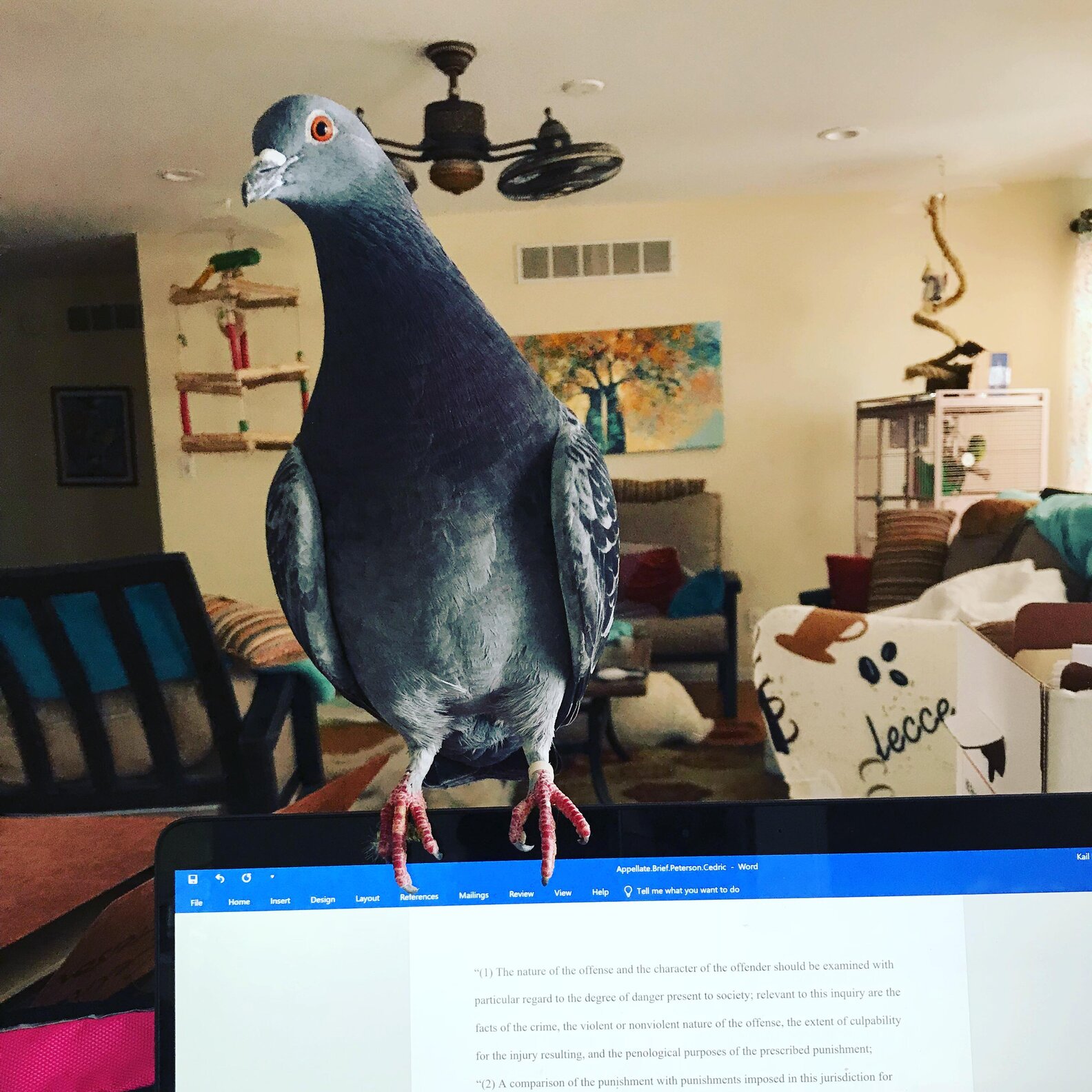 Pigeon Saved As Baby Decides To Become A House Bird - The Dodo
