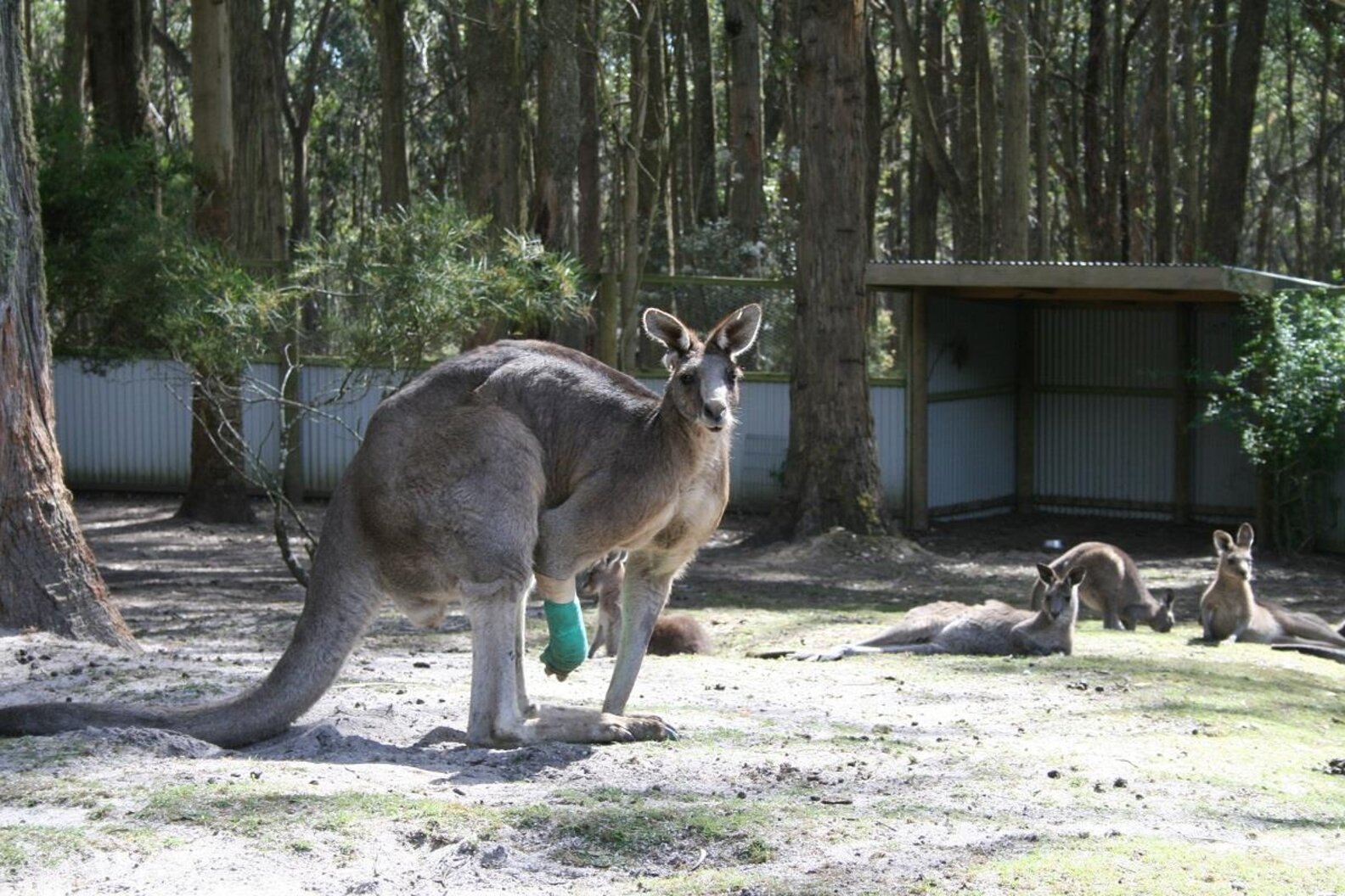 Huge Injured Kangaroo Named "Hugh Hefner" Gets Much-Needed Help - The Dodo