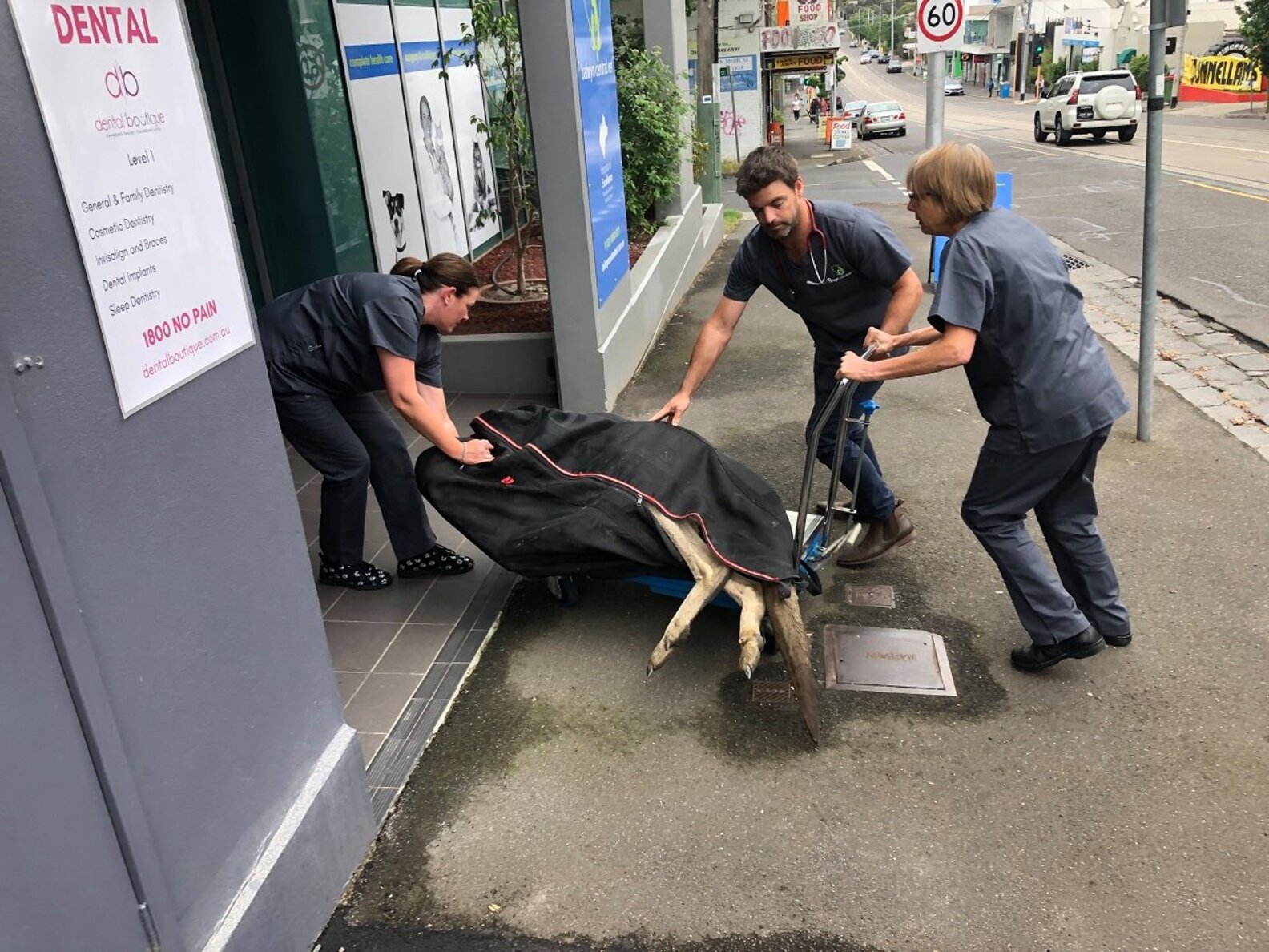 Huge Injured Kangaroo Named "Hugh Hefner" Gets Much-Needed Help - The Dodo